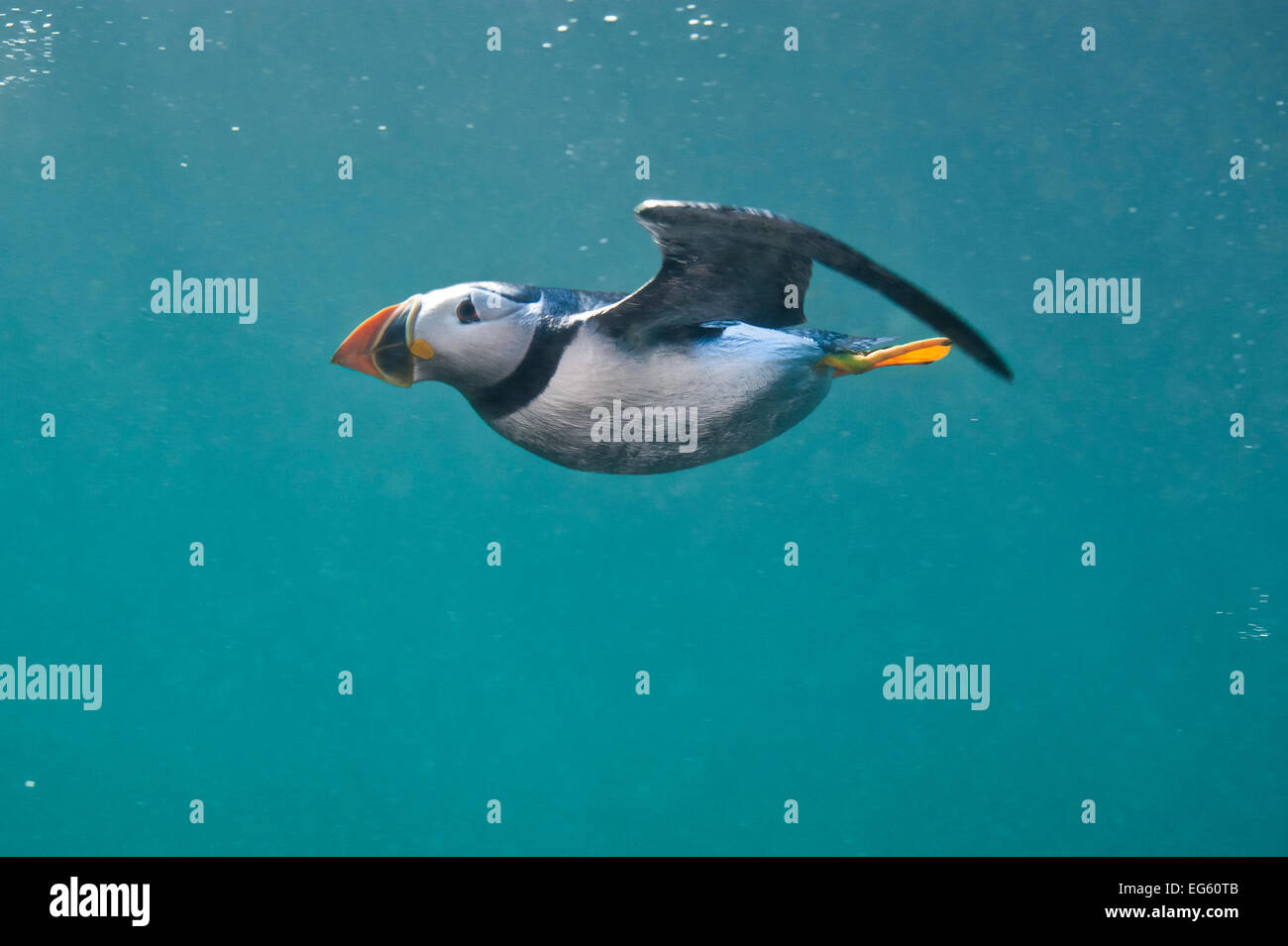 Puffin (Fratercula arctica) swimming underwater, Farne Islands ...