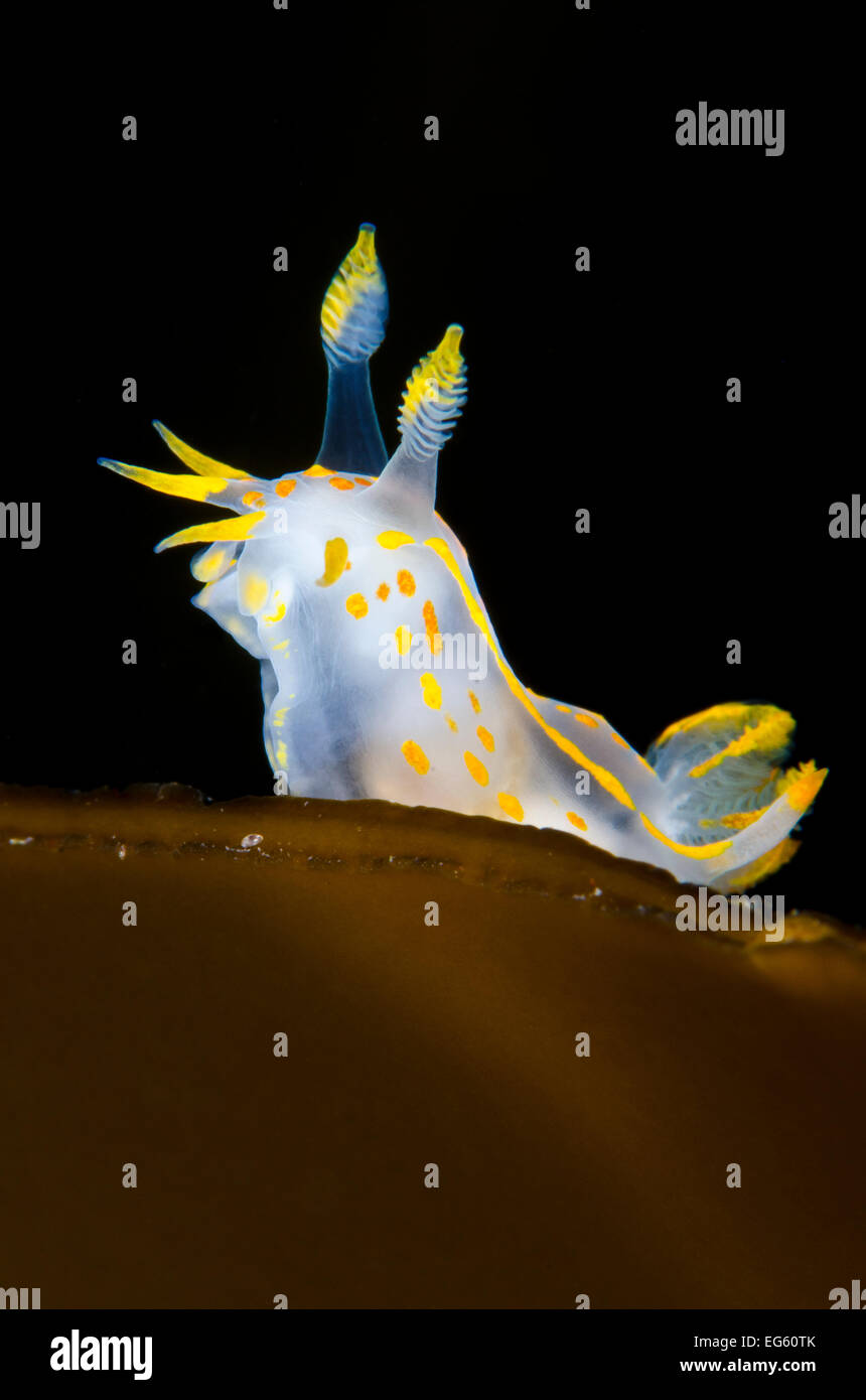 Nudibranch (Polycera quadrilineata) portrait on a kelp frond, Island of ...