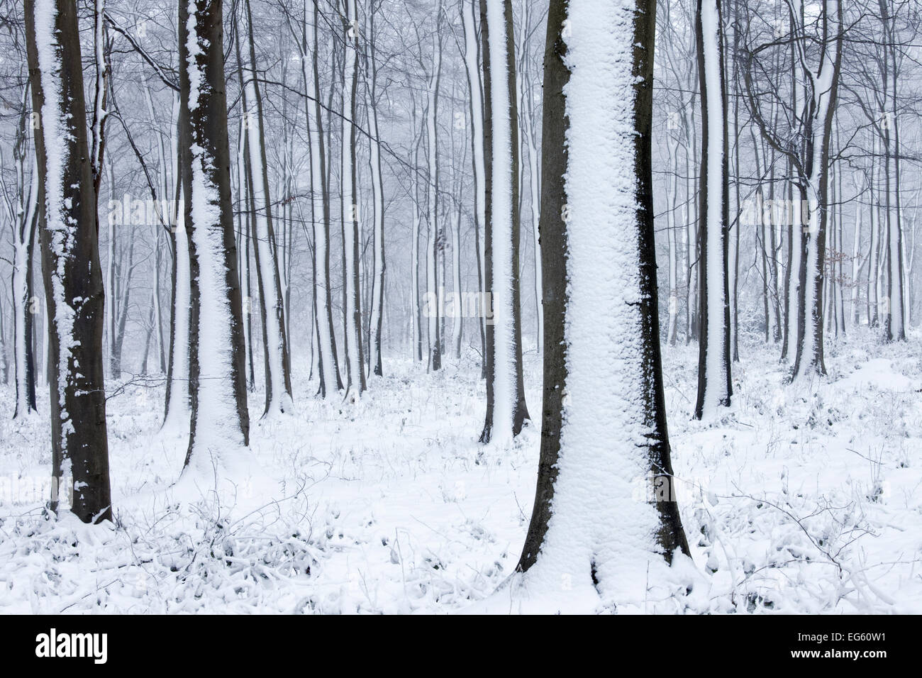 Snow-covered Beech (Fagus sylvatica) woodland. West Woods, Compton ...