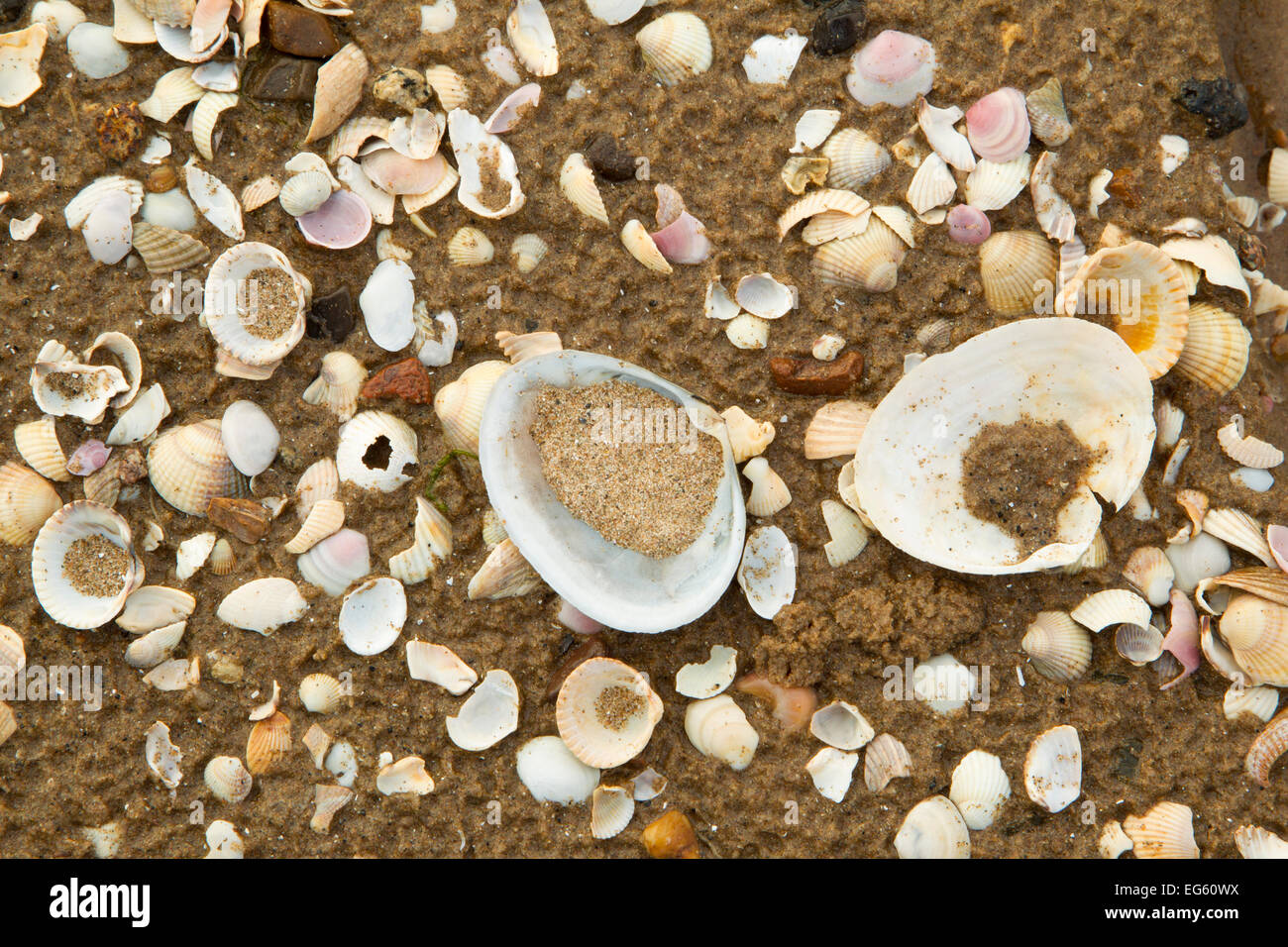 Close-up of shells on tide line. Sandyhills Bay, Solway Firth, Dumfries ...