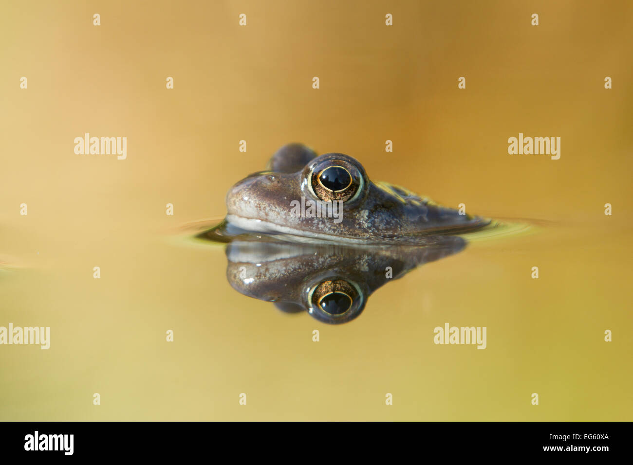 Common frog (Rana temporaria) in garden pond, Warwickshire, England, UK ...