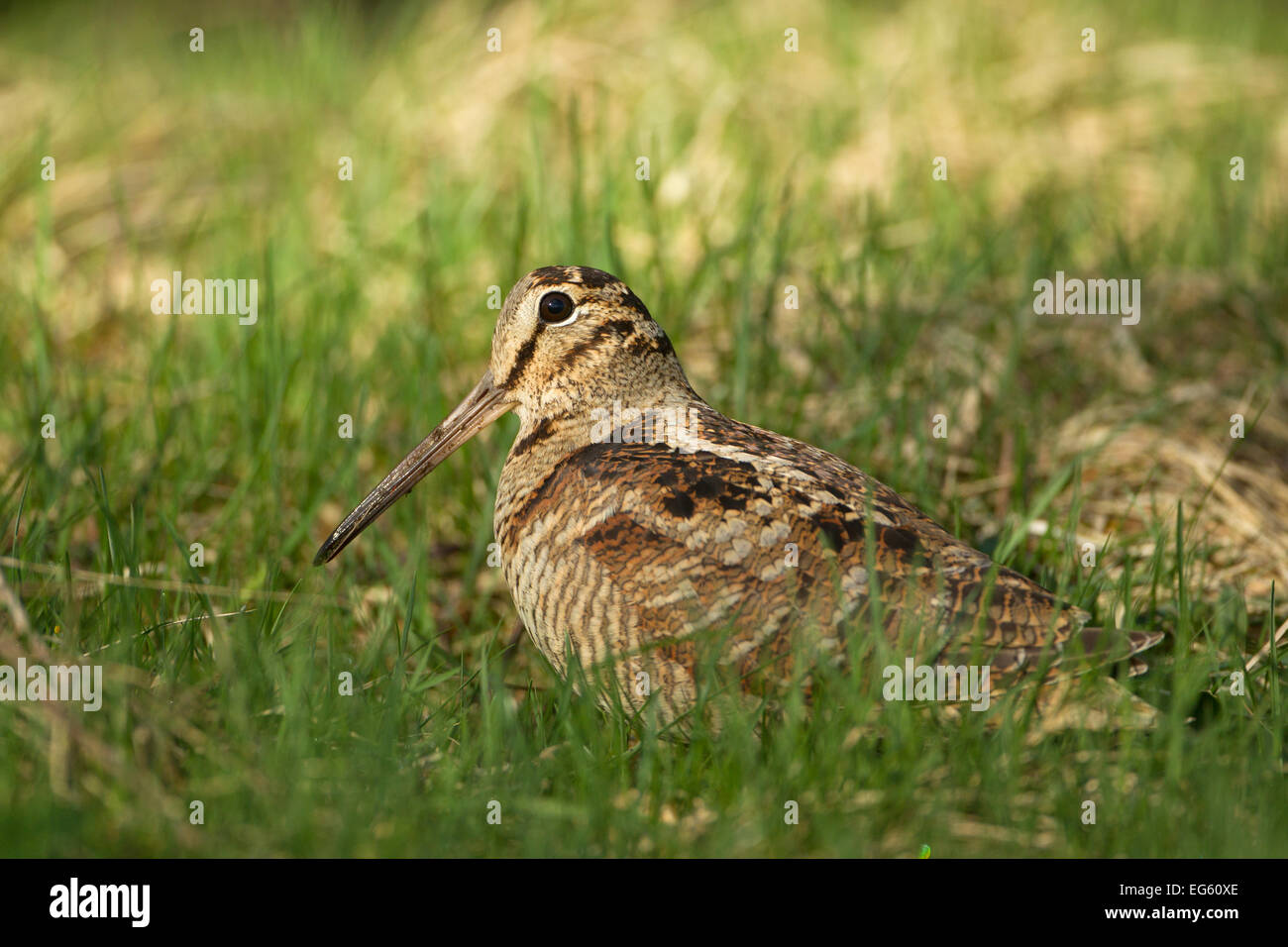 Woodcock (Scolopax rusticola) adult in spring, Scotland, UK, April ...