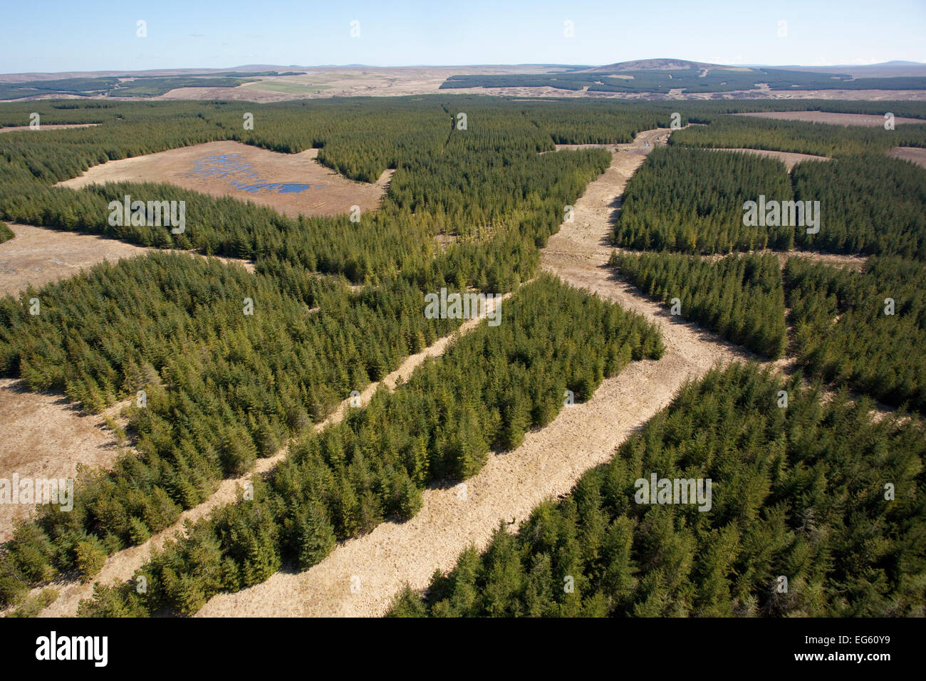 Aerial view of blocks of forestry plantation planted on blanket bog ...