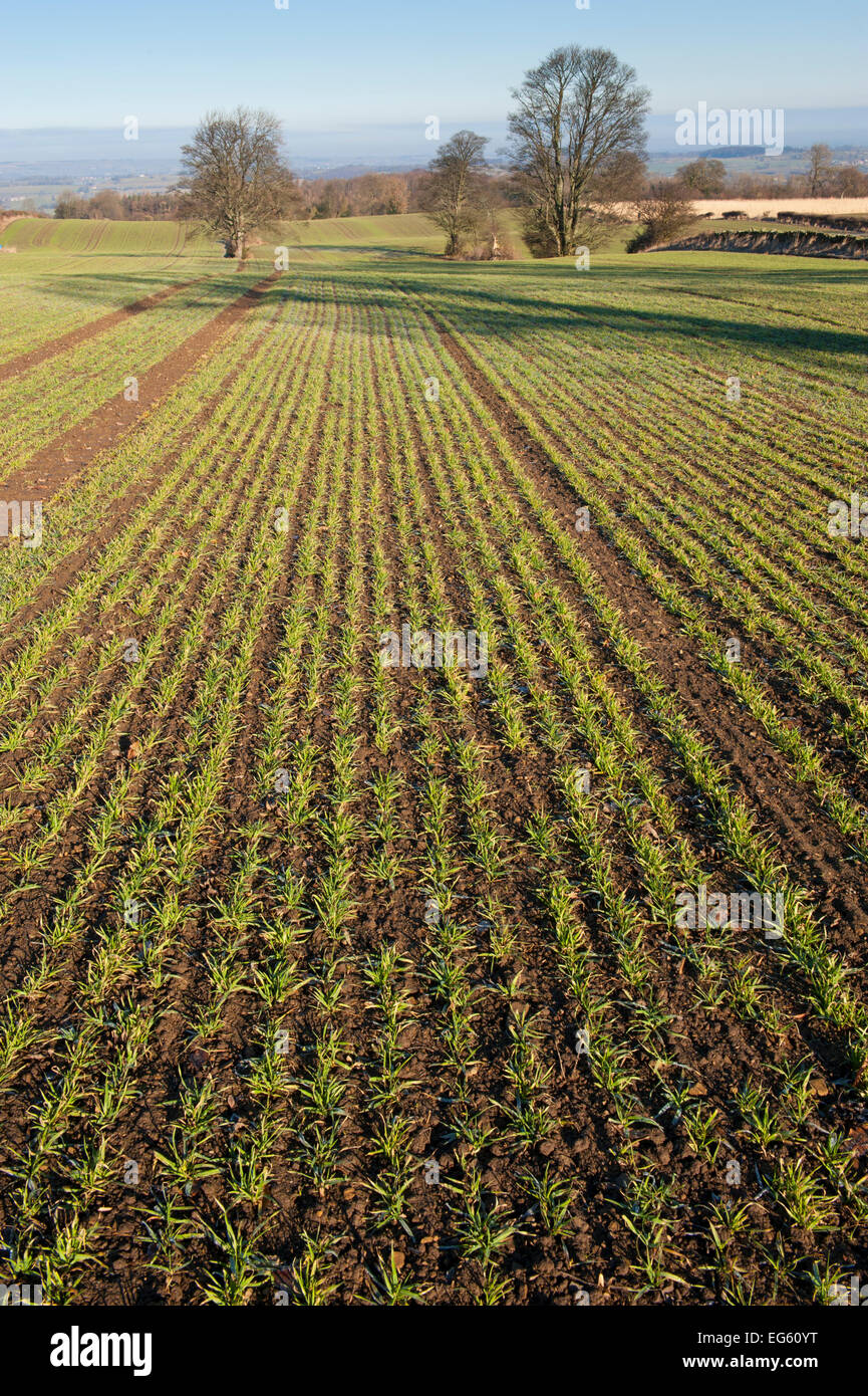 Ellingstring yorkshire hi-res stock photography and images - Alamy