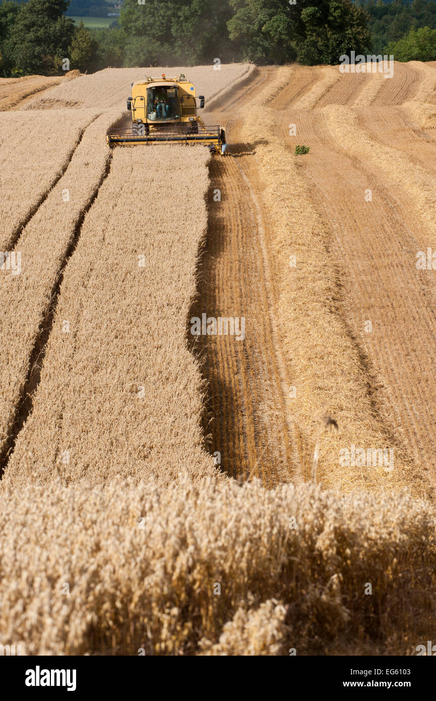 Combine harvester combining Oat crop, Haregill Lodge Farm, Ellingstring ...