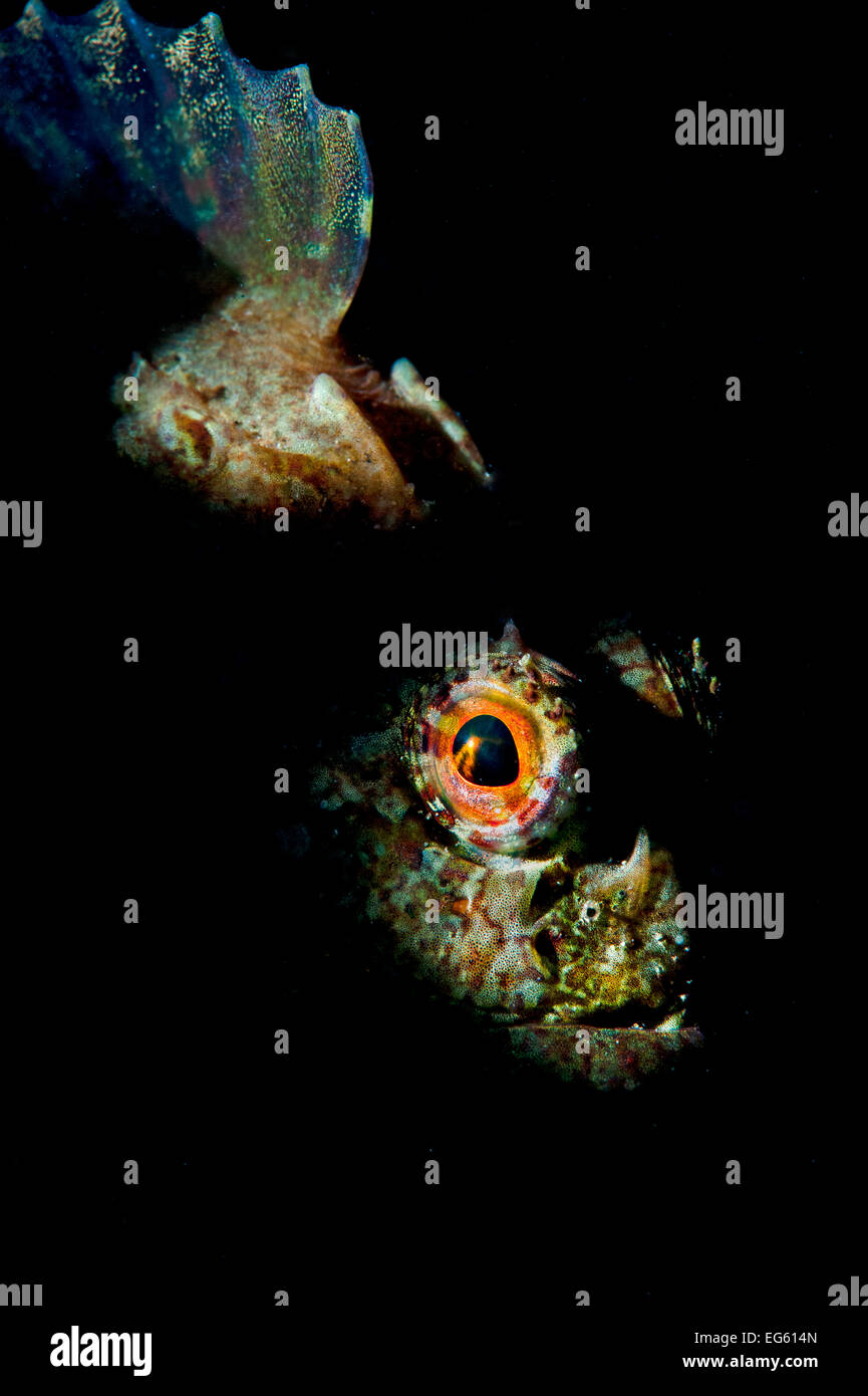 Long spined sea scorpion (Taurulus bubalis) lying in wait to ambush ...