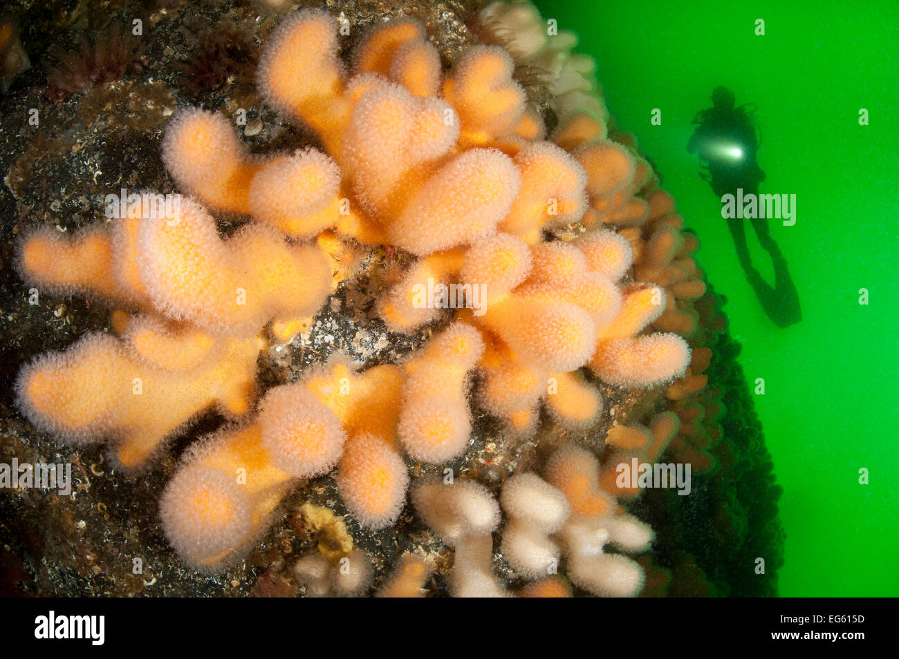 Colourful deadman's fingers (Alcyonium digitatum) a type of soft coral ...