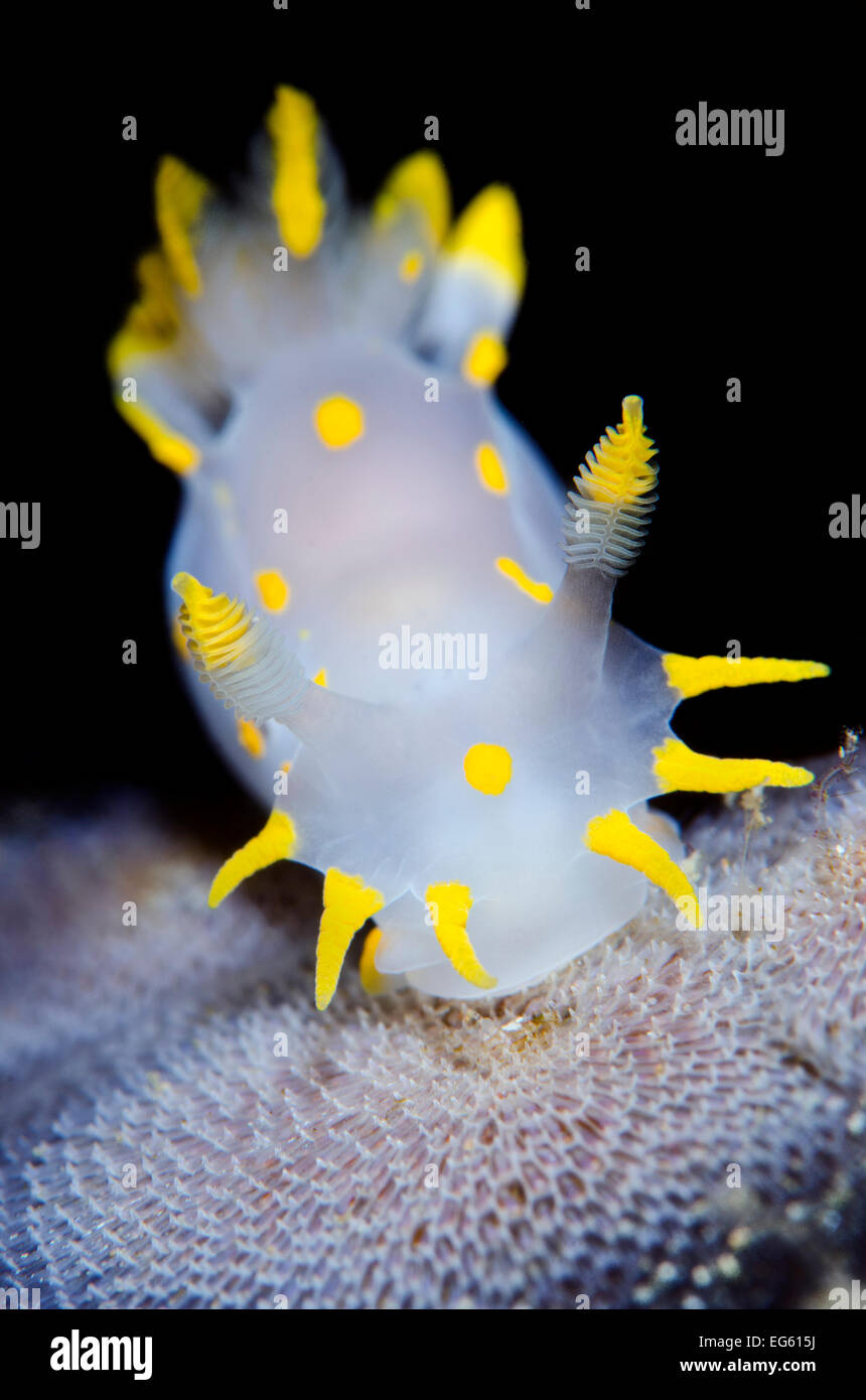 Nudibranch (Polycera quadrilineata) feeding on sea mat (bryozoan ...