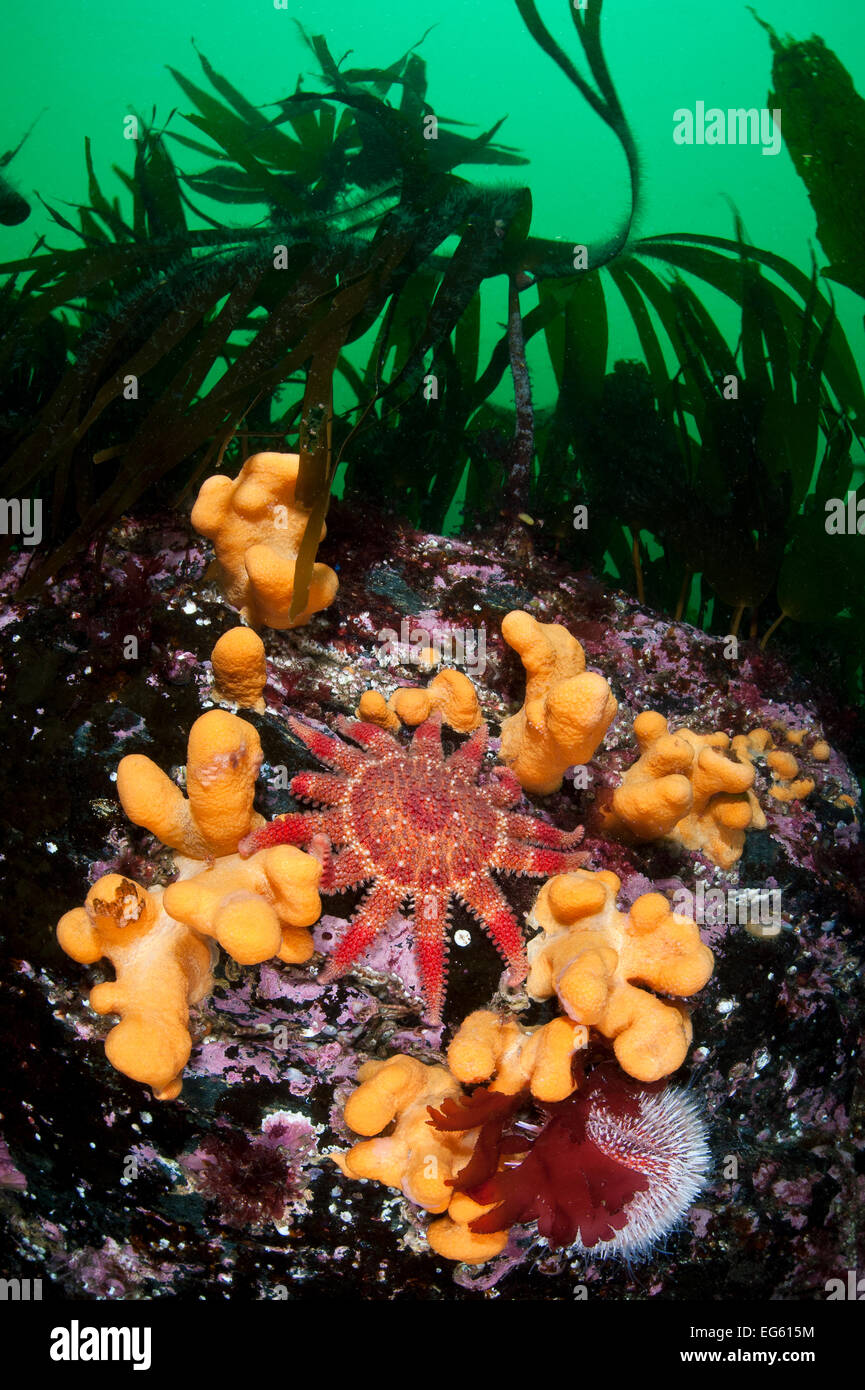 Dead mans fingers sea fingers alcyonium digitatum hi-res stock ...