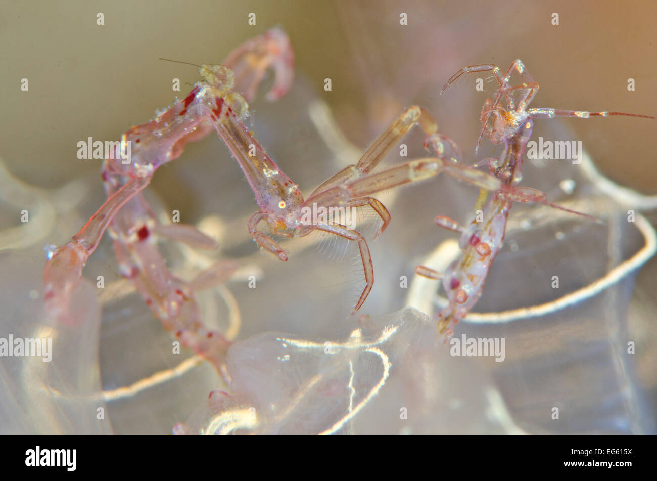 Pair of Skeleton shrimps (Caprella linearis) male on left, living on ...
