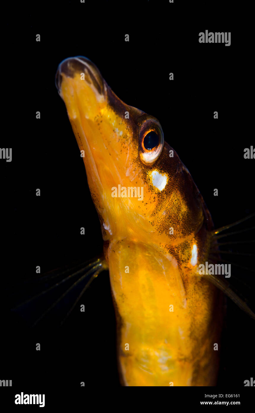 Male fifteen spined stickleback (Spinachia spinachia) guarding its nest ...