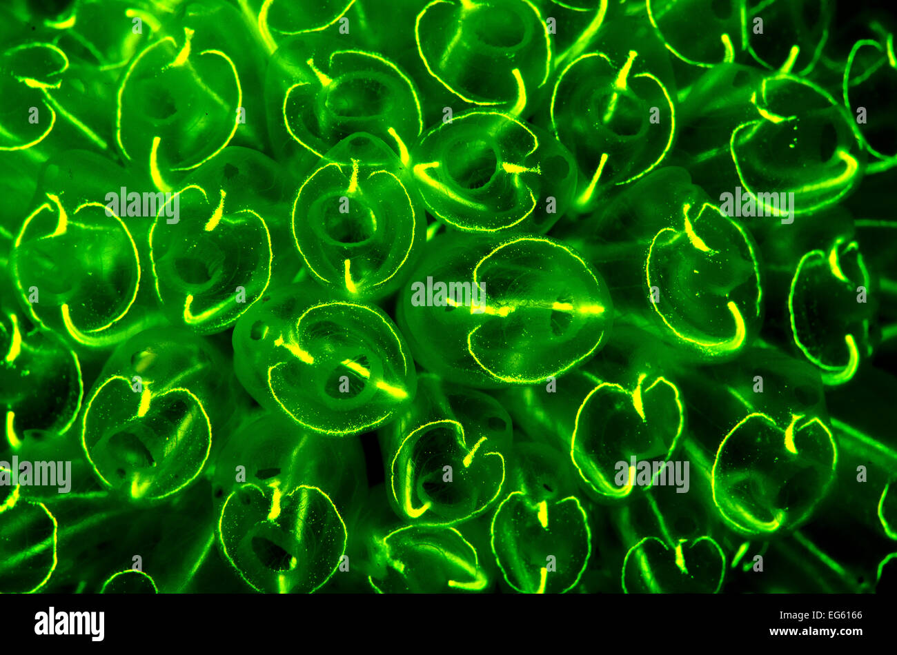 Light-bulb sea squirts (Clavelina lepadiformis), a colonial filter ...