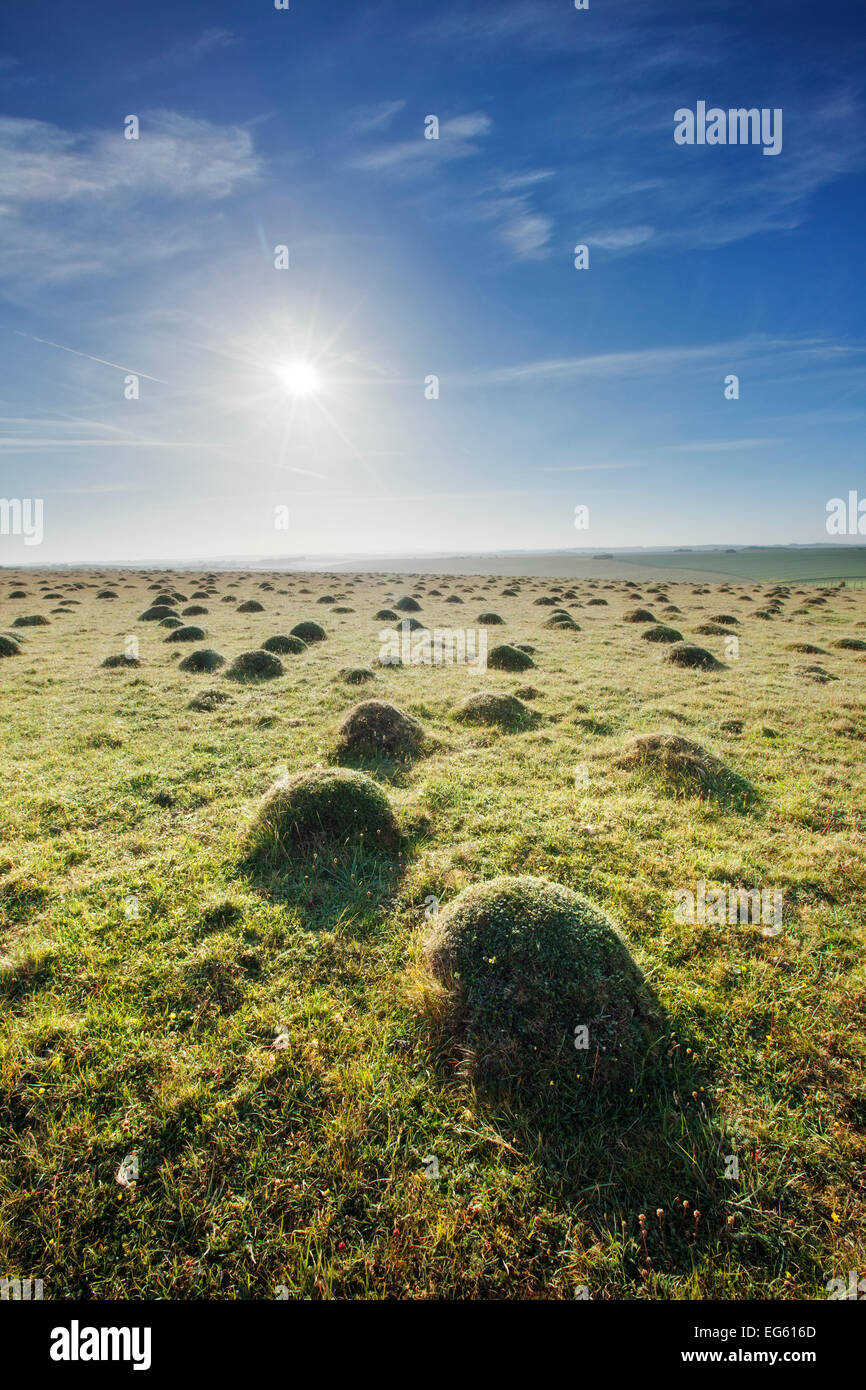 Grass covered anthills in ancient chalk grassland at dawn, Parsonage ...