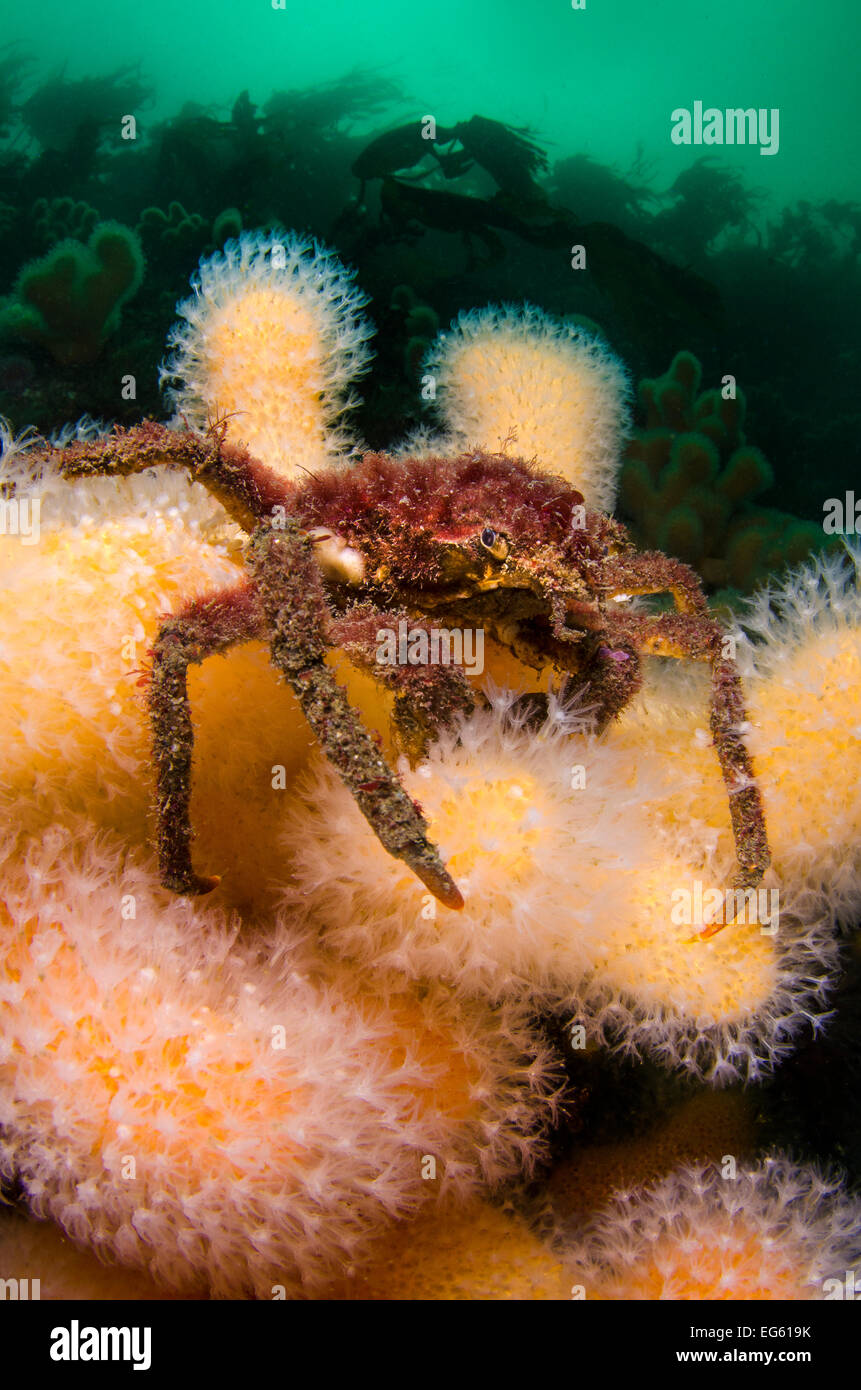 Alcyonium digitatum hi-res stock photography and images - Alamy