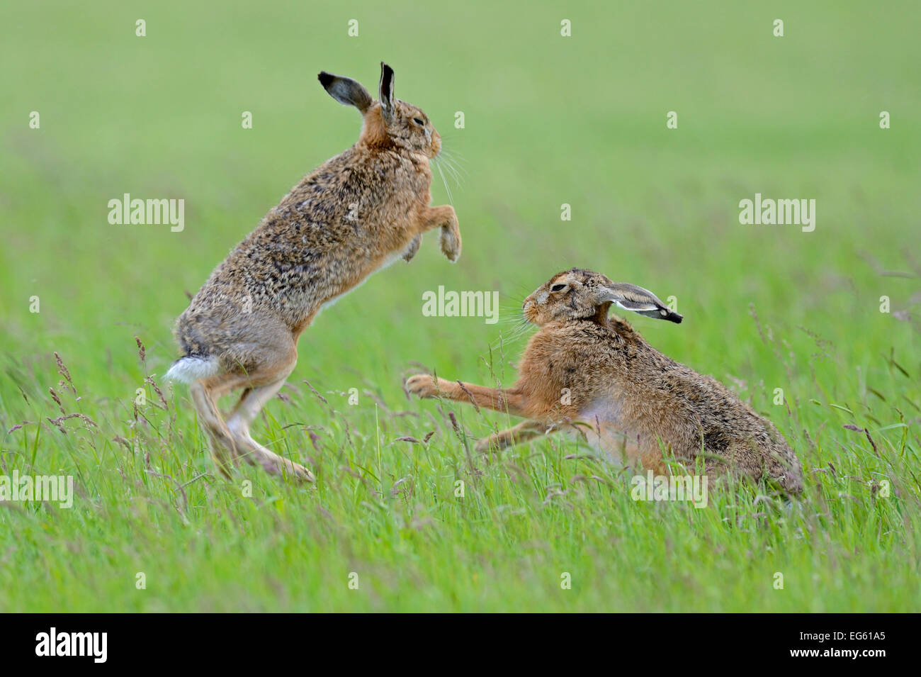 European Hares (Lepus europaeus) boxing, female on right. Wales, UK ...