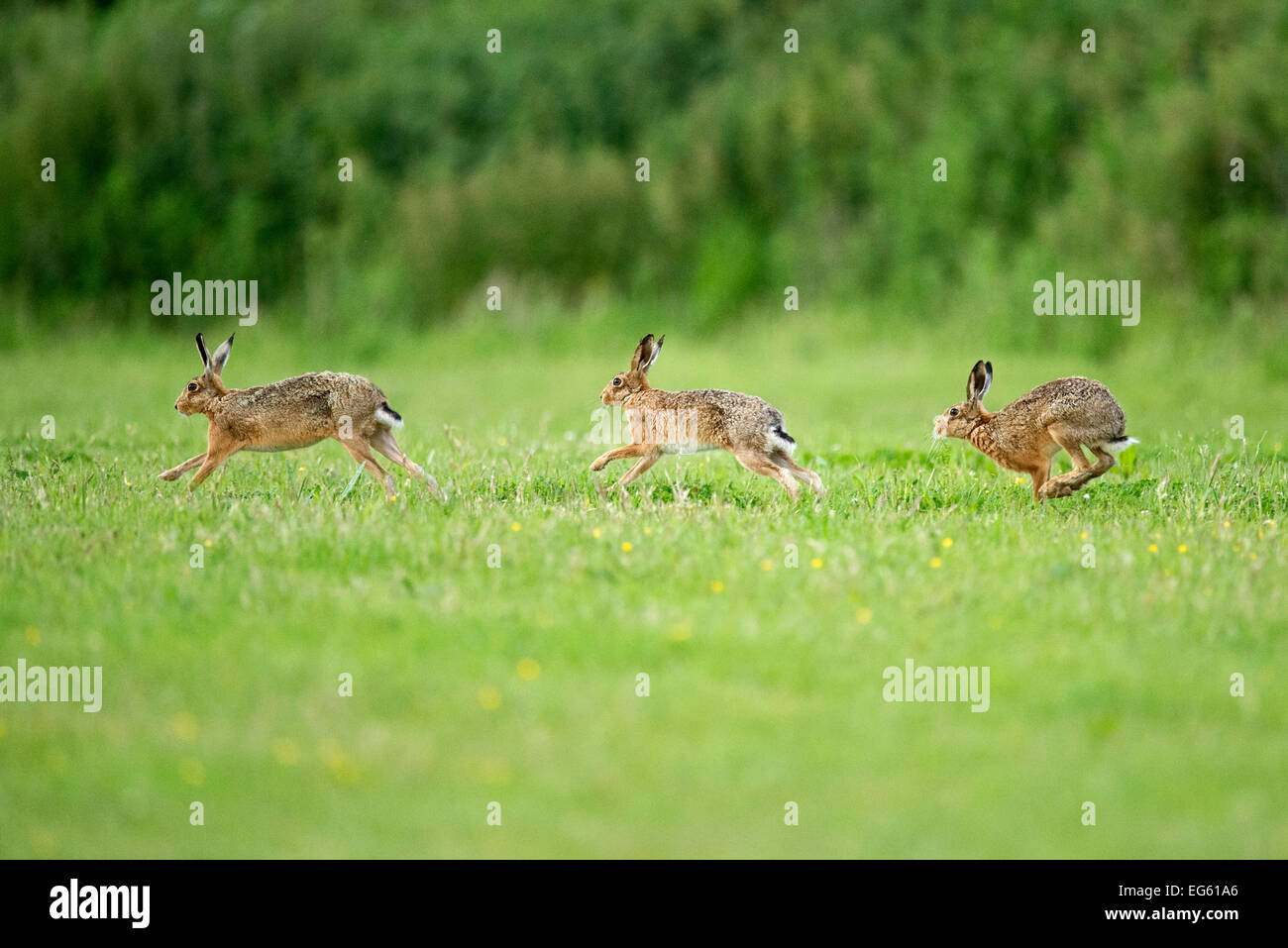 Three European Hare (Lepus europaeus) chasing, a courtship behaviour ...