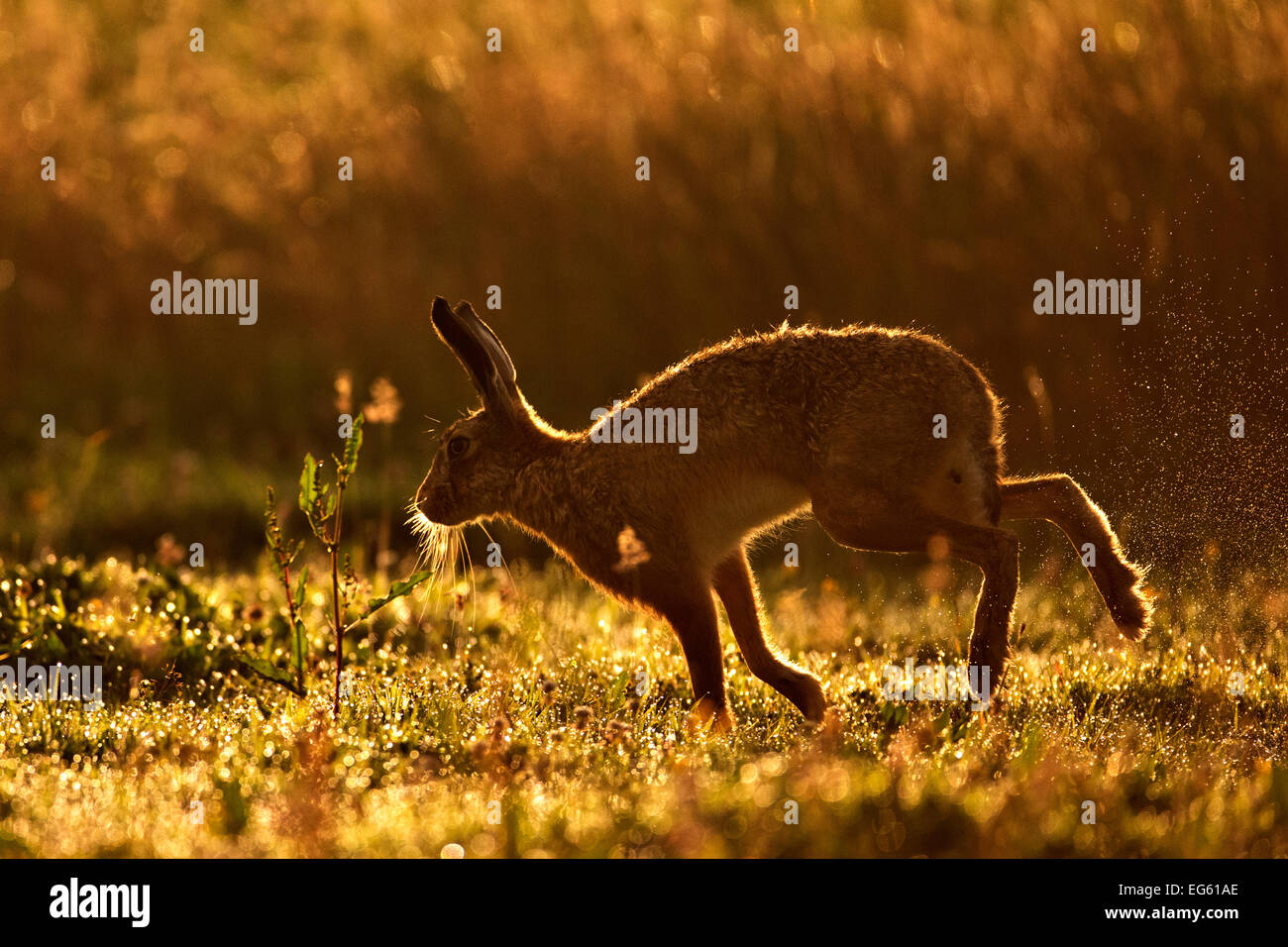Hares form hi-res stock photography and images - Alamy