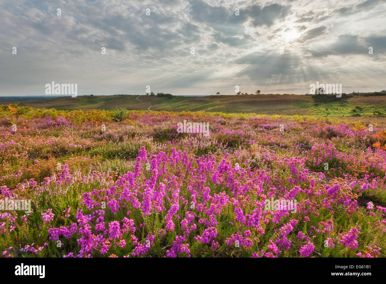 Bell heather (Erica cinerea) flowering on Vereley Hill, Burley, New ...