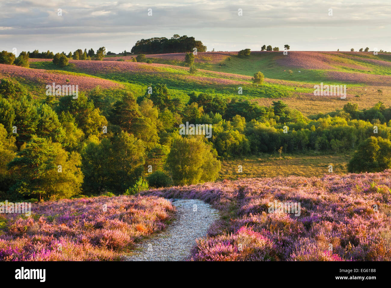 Path through Heather in bloom on lowland heathland, Rockford Common ...