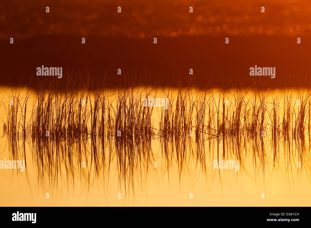 Reeds in bog pool, backlit at sunrise, Flow Country, Sutherland ...