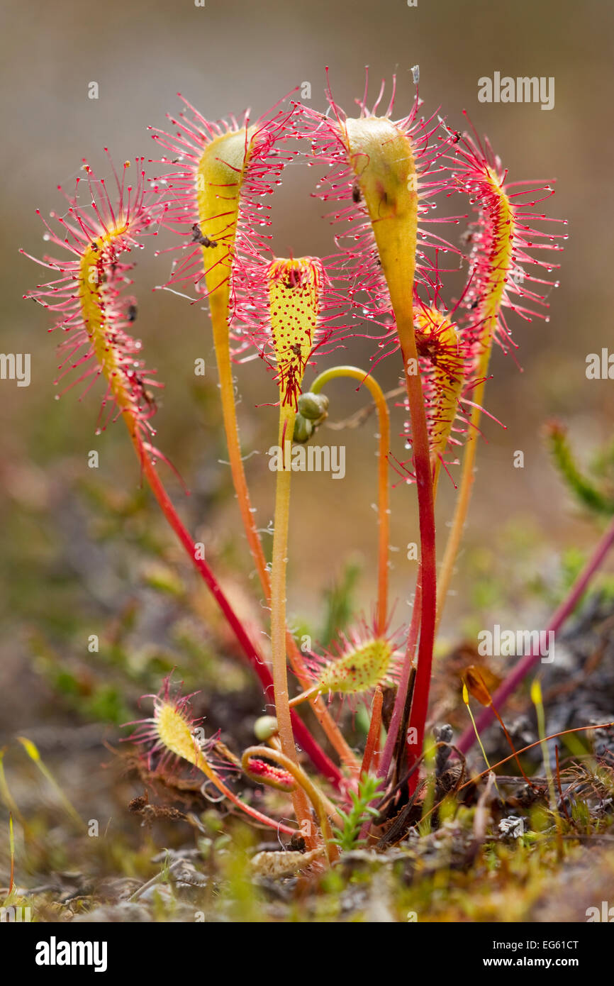 Great sundew (Drosera anglica) with insects caught on leaves, Flow ...