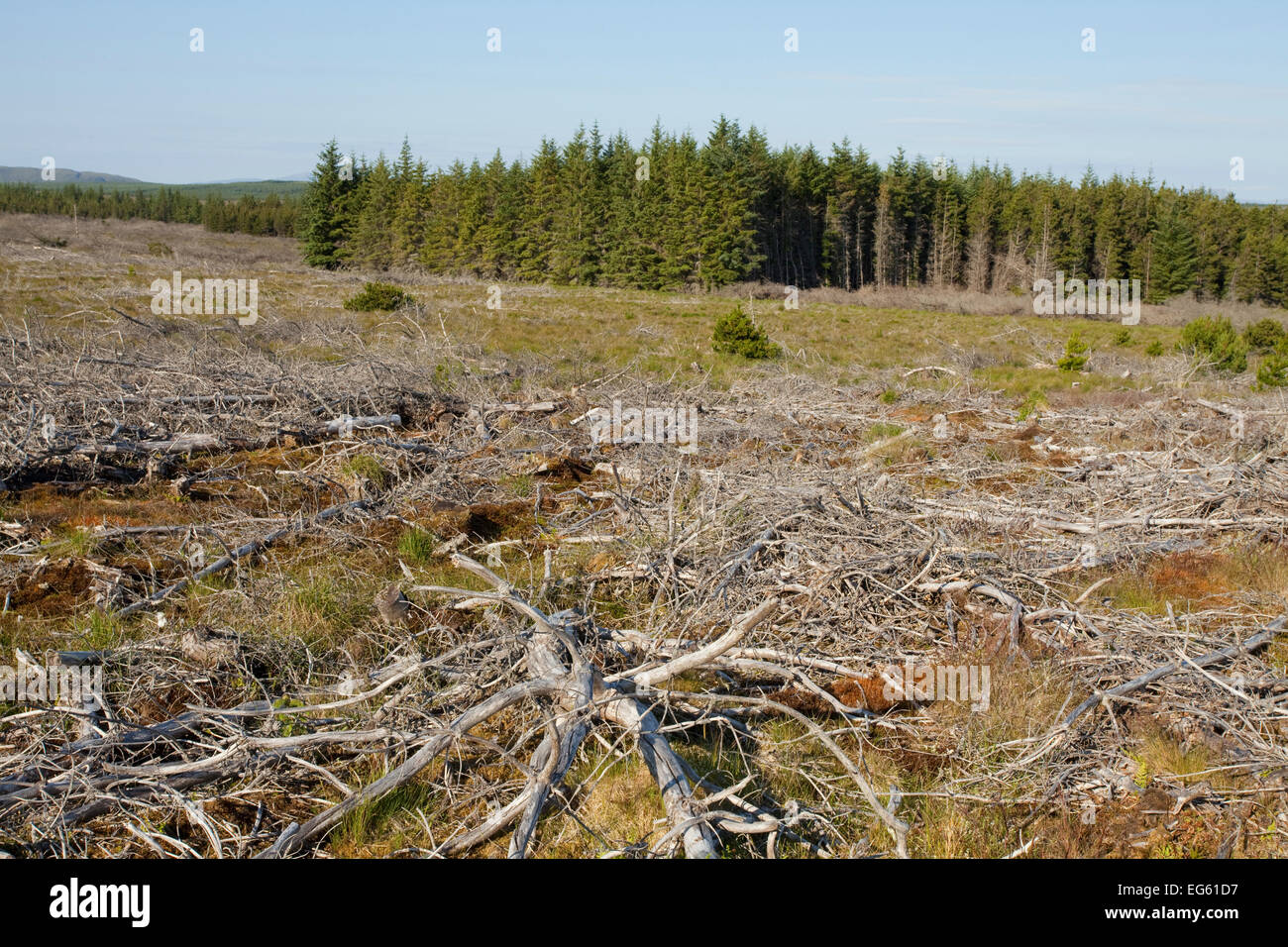 Area of felled non-native plantation as part of habitat management to ...