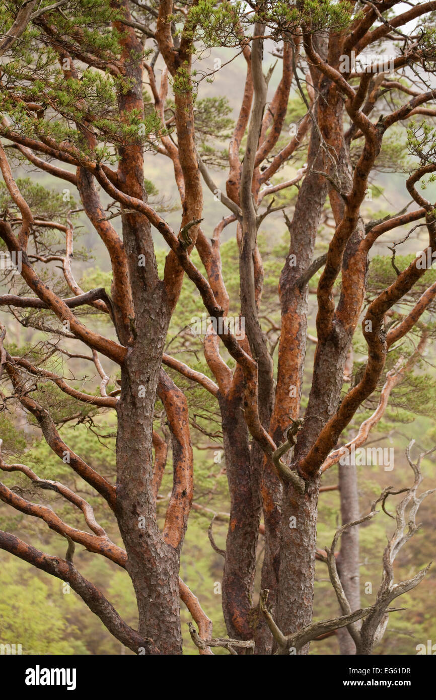 Scot's pine tree (Pinus sylvestris) in natural woodland, Beinn Eighe ...