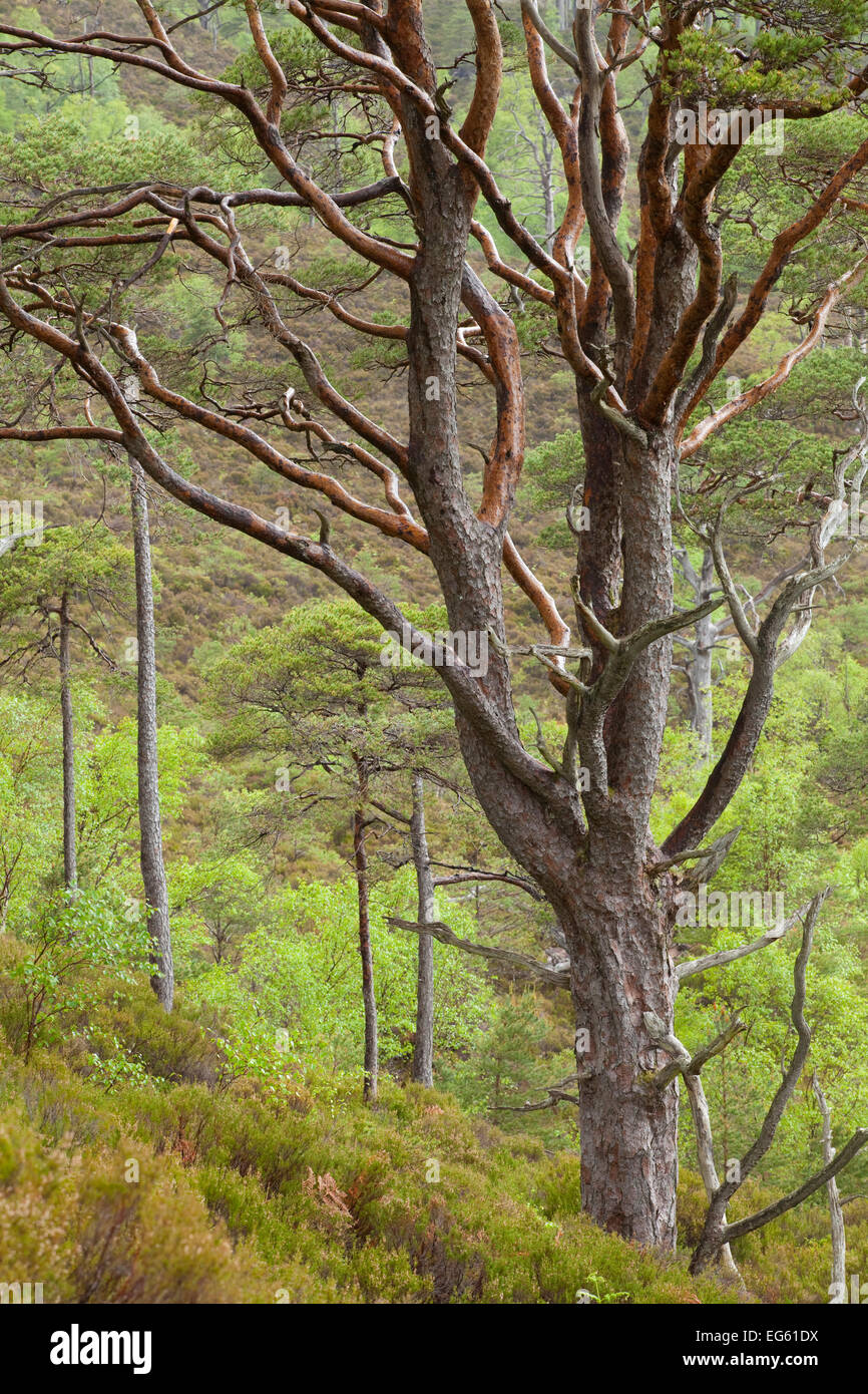 Ancient caledonian pines hi-res stock photography and images - Alamy