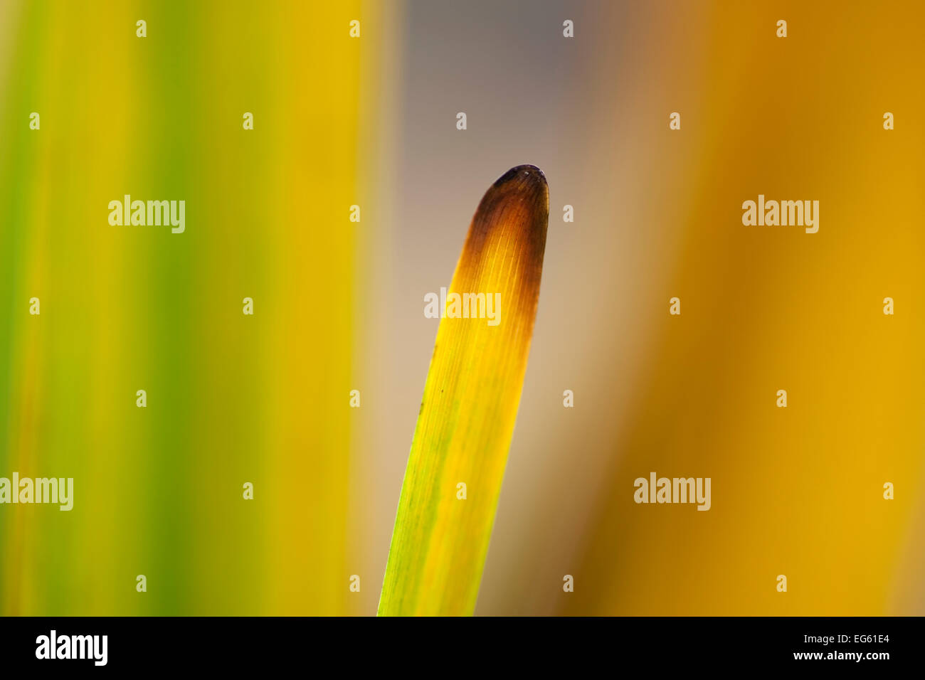 Autumnal reeds and grasses abstract, Forsinard Flows RSPB reserve ...