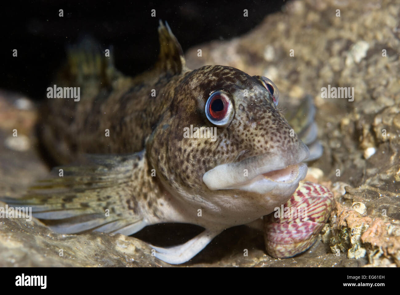Shanny fish uk hi-res stock photography and images - Alamy