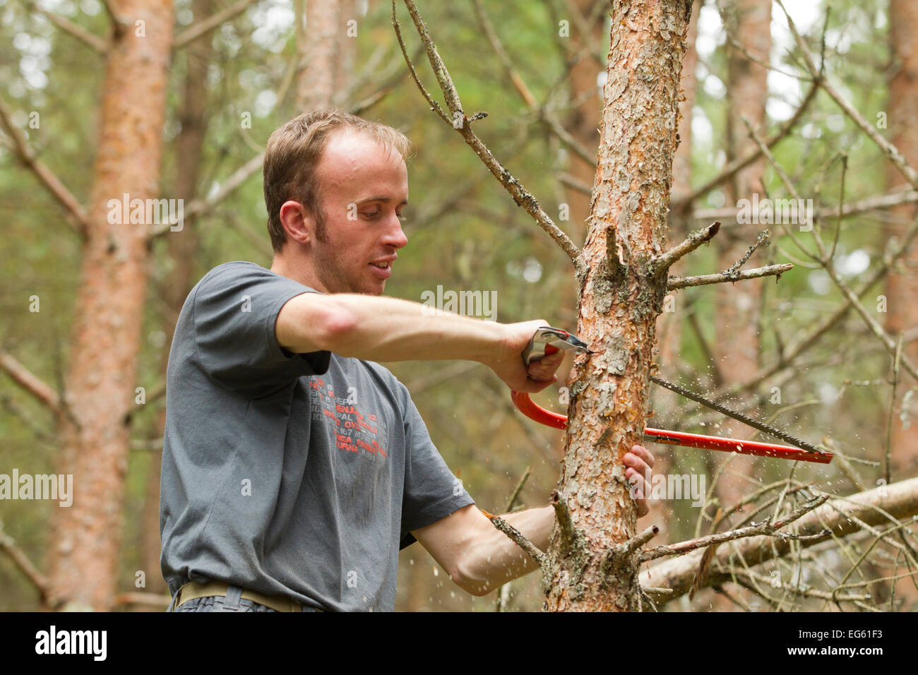 RSPB staff warden hand sawing pine tree to create open habitat in ...