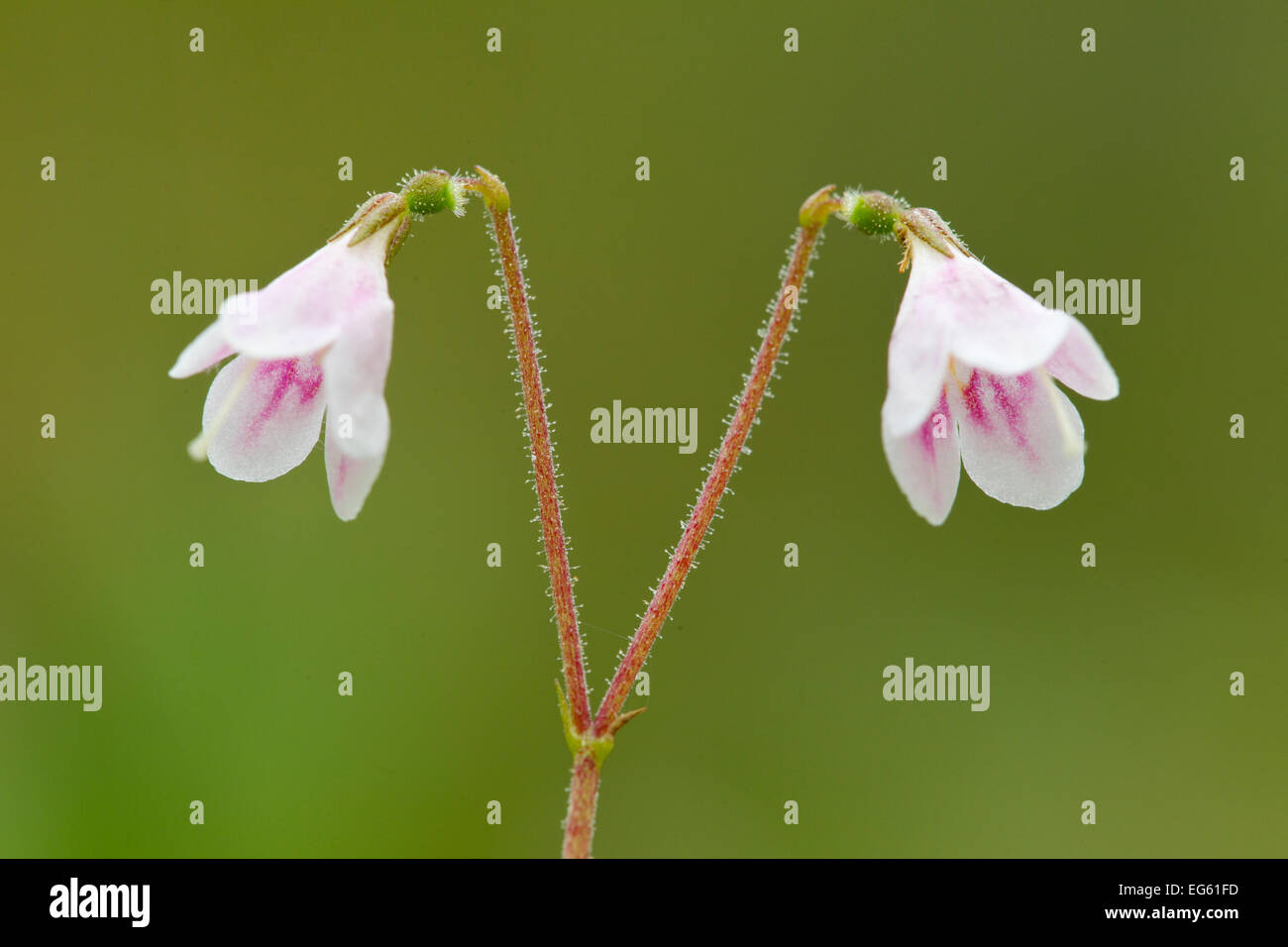 Twinflower (Linnaea borealis) in flower in pine woodland, Abernethy ...