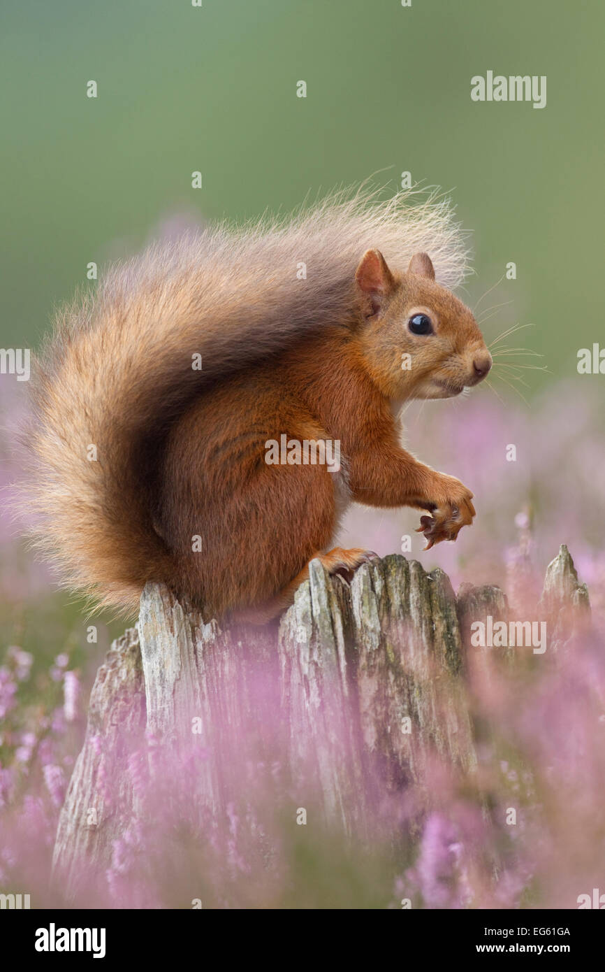 Red squirrel in profile on hi-res stock photography and images - Alamy
