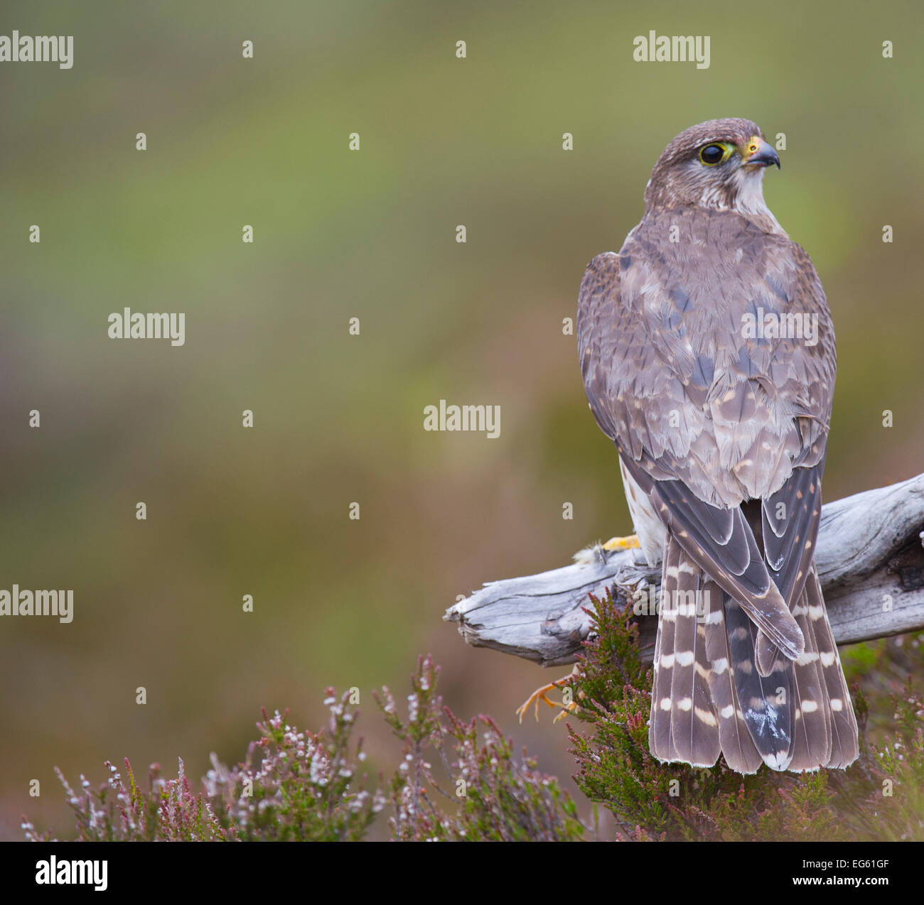 Merlin (Falco columbarius) female on perch with Meadow Pipit chick prey ...