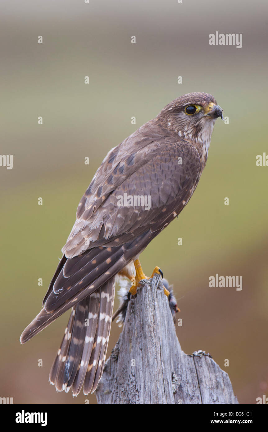 Merlin (Falco columbarius) female on perch with Meadow Pipit chick prey ...