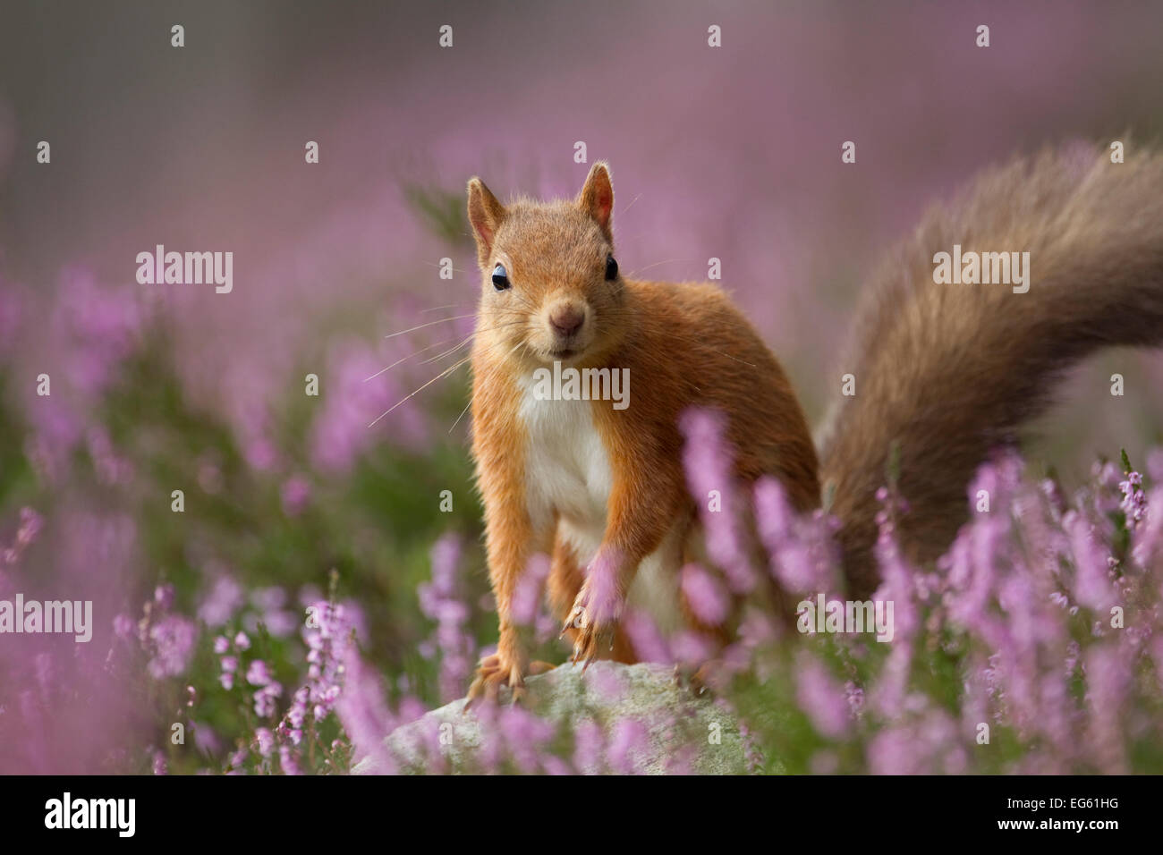 Mammals of britain hi-res stock photography and images - Alamy