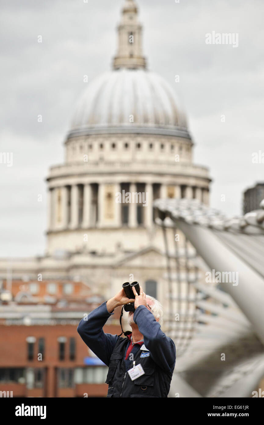 RSPB volunteer watches peregrine falcons with St Paul's Cathedral in ...