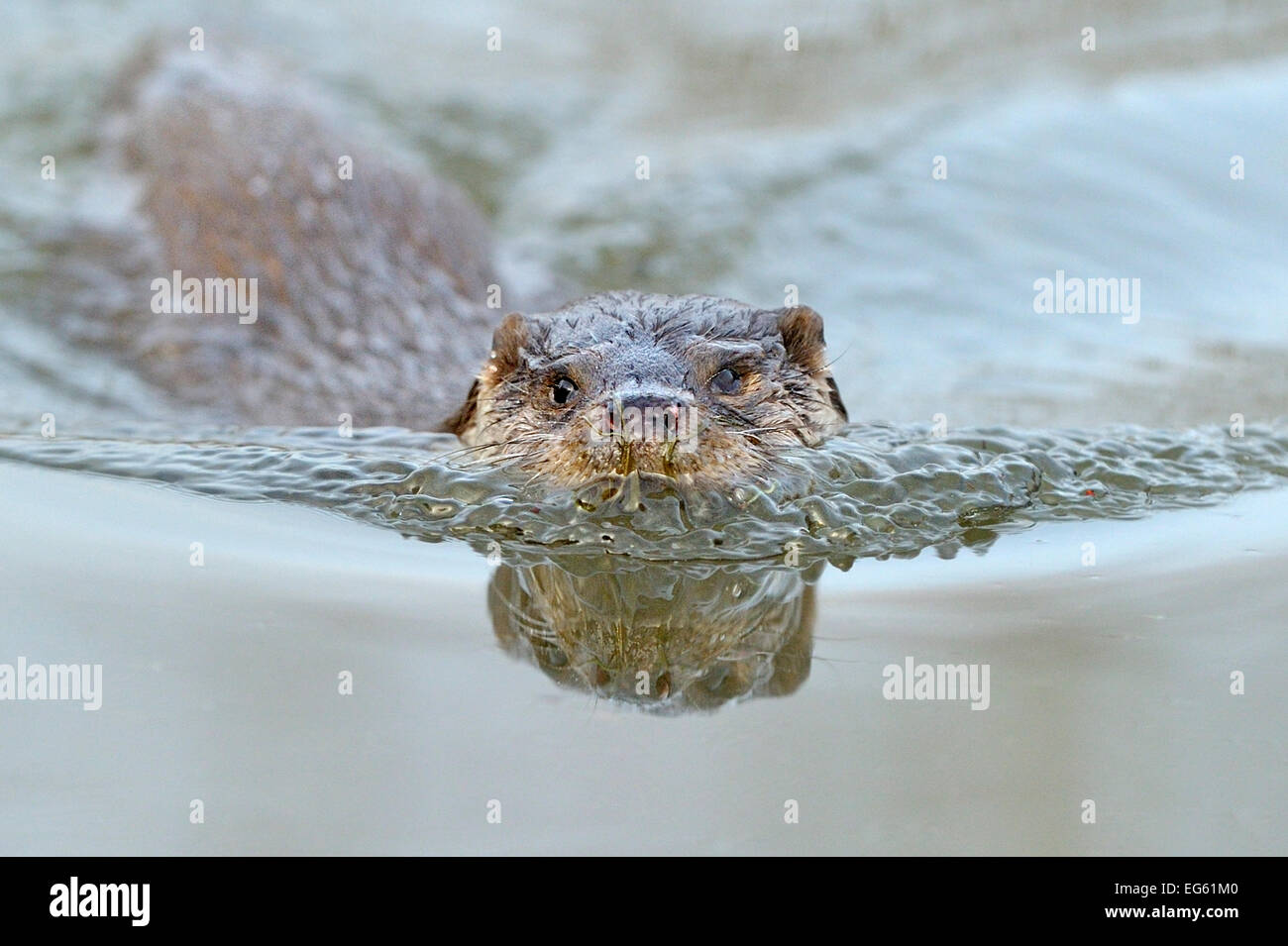 European river otter (Lutra lutra) in habitat, Dorset, UK, controlled ...