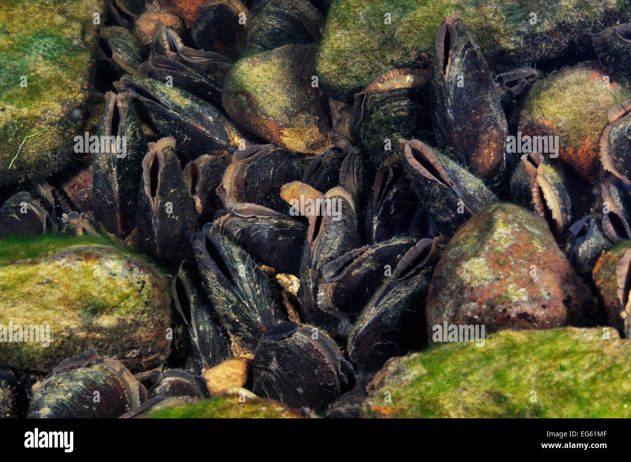 Pearl margaritifera margaritifera hi-res stock photography and images ...