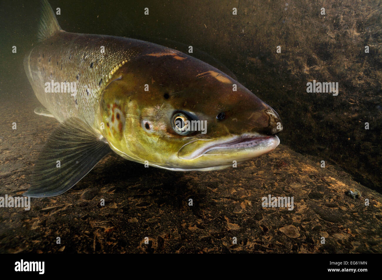 Atlantic salmon uk underwater hi-res stock photography and images - Alamy