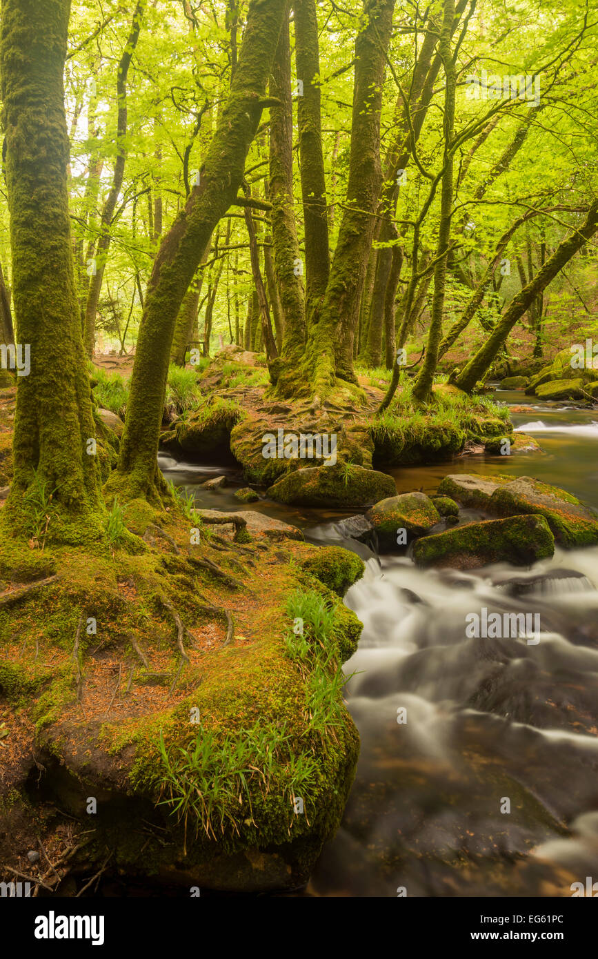 Golitha Falls, River Fowey flowing through wooded valley with moss ...