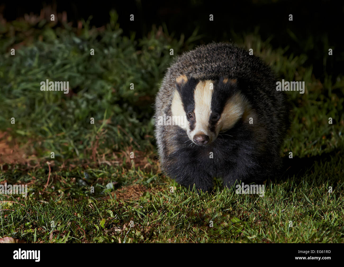 Badger night hi-res stock photography and images - Alamy
