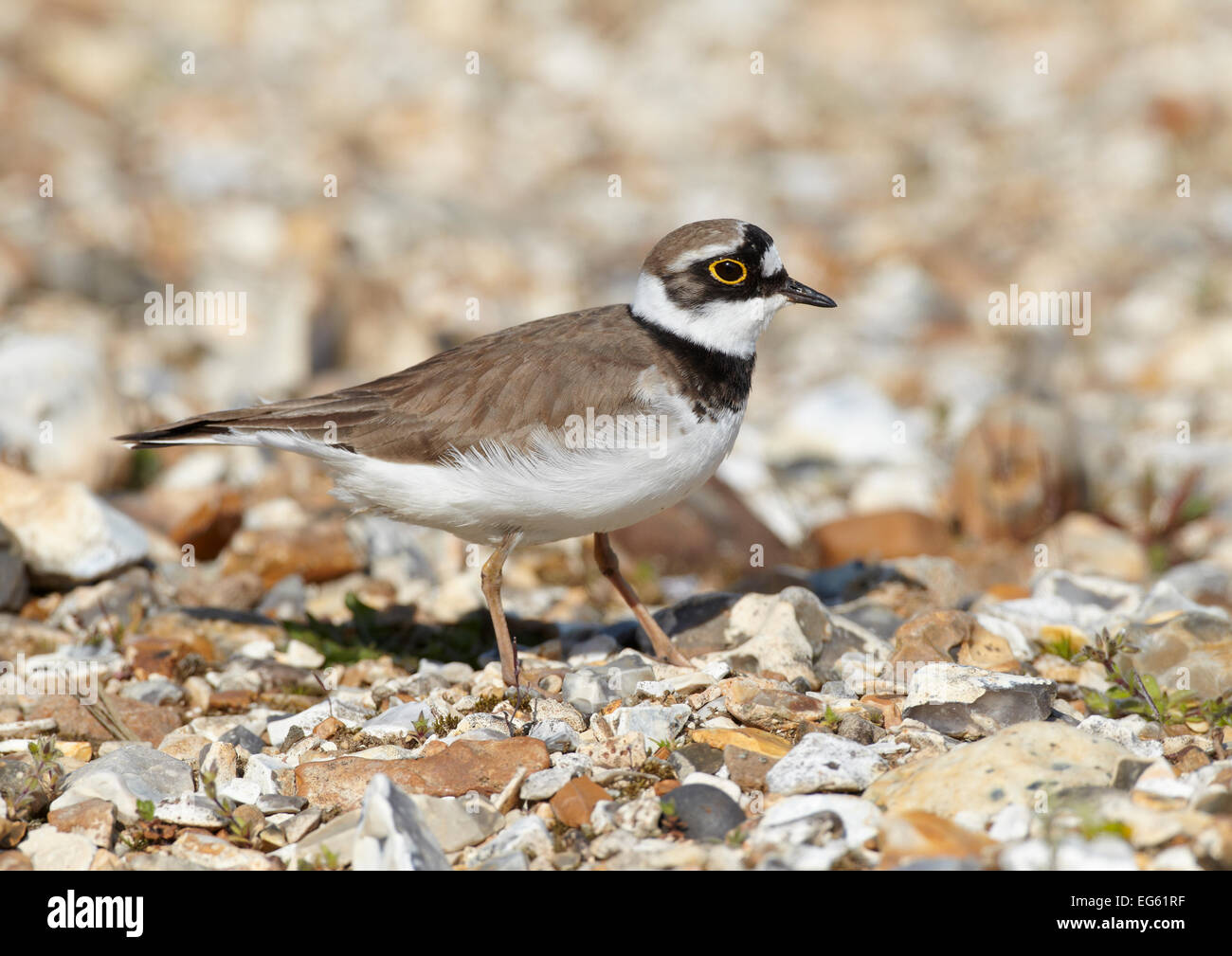 Little Ringed Plover Uk High Resolution Stock Photography and Images ...