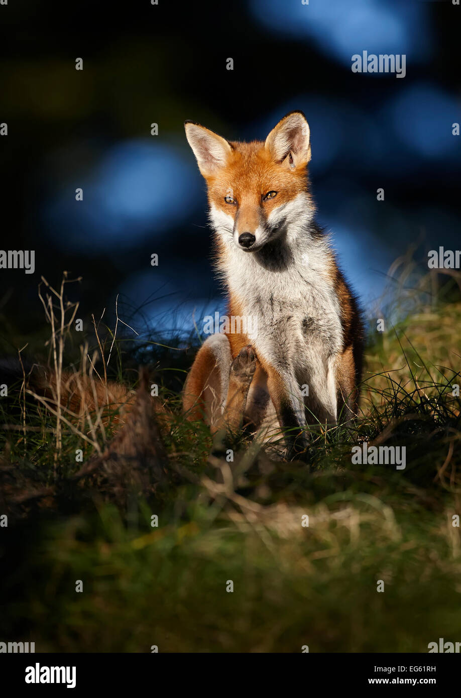 Red fox (Vulpes vulpes) sitting in deciduous woodland, Lancashire ...