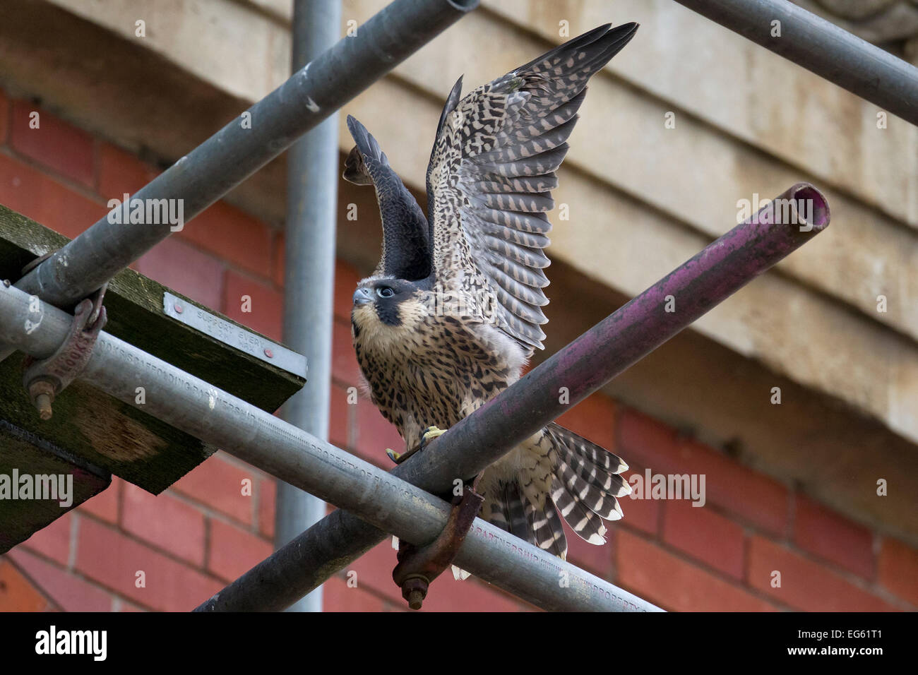 Juvenile male Peregrine falcon (Falco peregrinus) stretching his wings ...