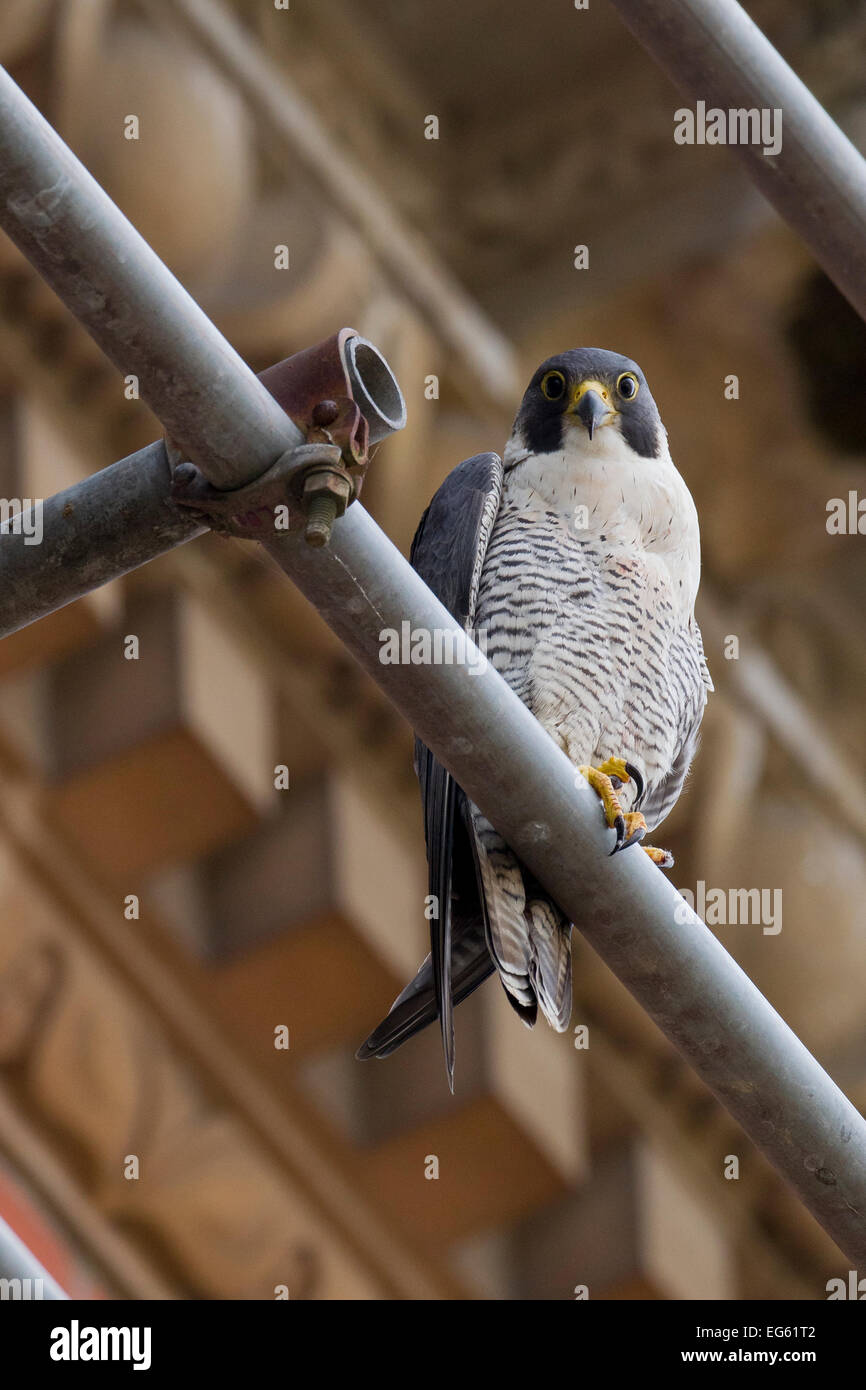 Female Peregrine Falcon High Resolution Stock Photography and Images ...