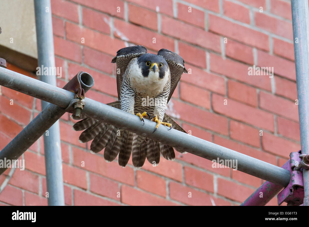 Female peregrine falcon hi-res stock photography and images - Alamy