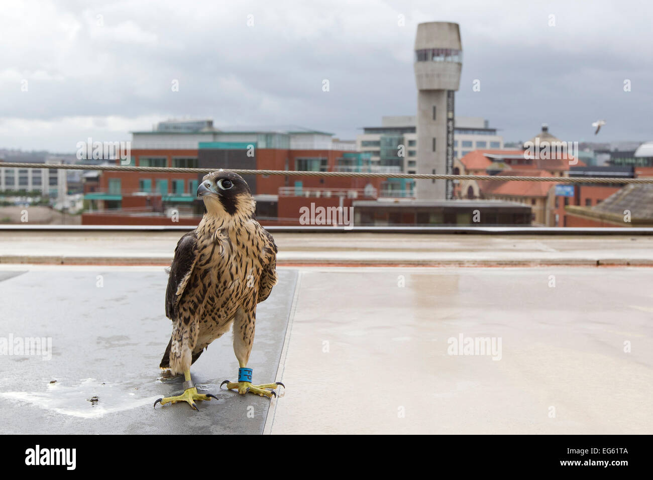 Juvenile male Peregrine falcon (Falco peregrinus) on a rooftop, with ...