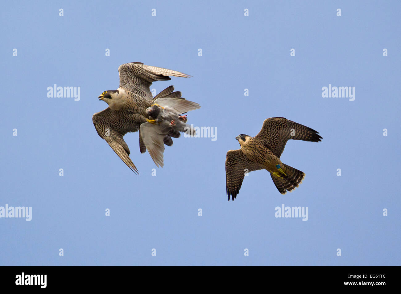 Juvenile male Peregrine falcon (Falco peregrinus) in flight chasing his ...