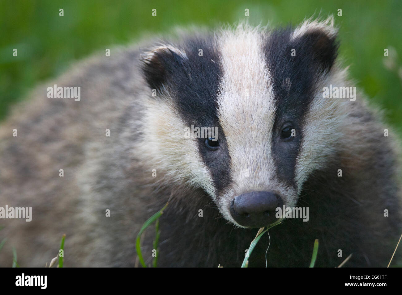 Seadutaaifah10ibb Honey Badger Meaning In French seadutaaifah10ibb-honey-badger-meaning-in-french